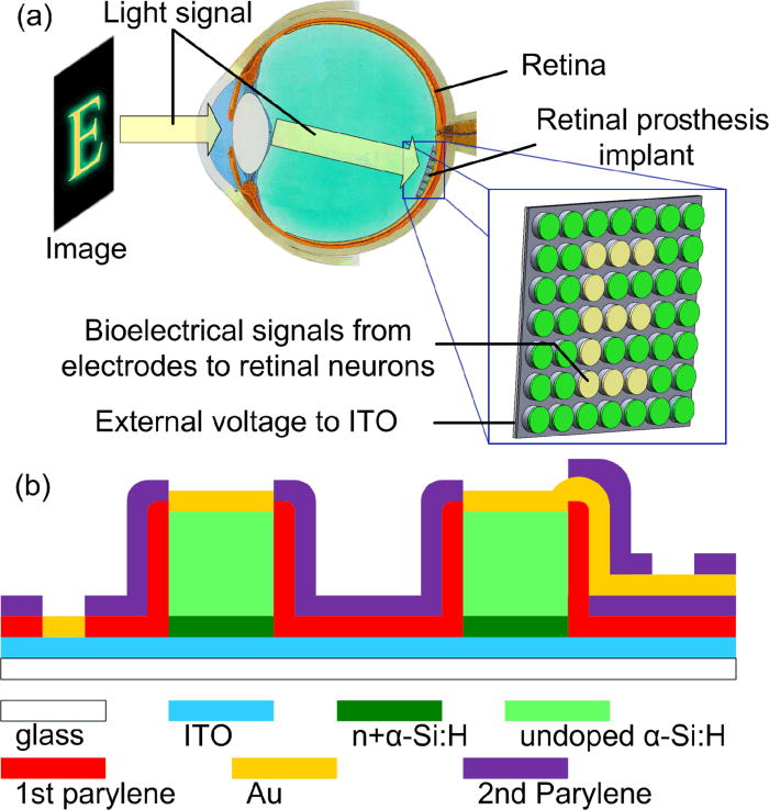 Characterization of a light switchable microelectrode array for retinal ...