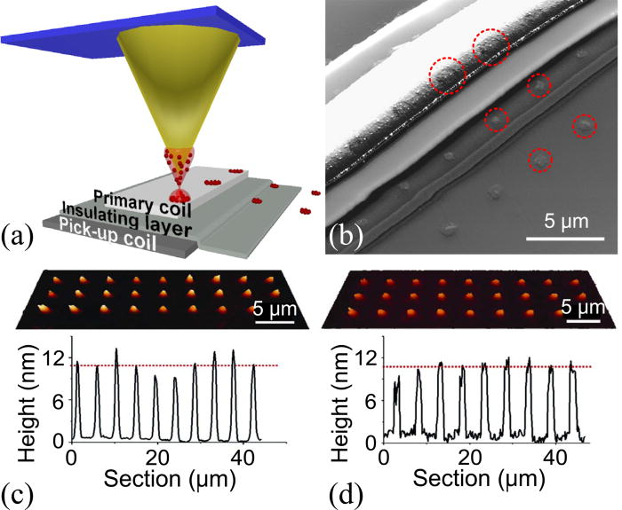 Alternating current magnetic susceptibility of a molecular magnet ...