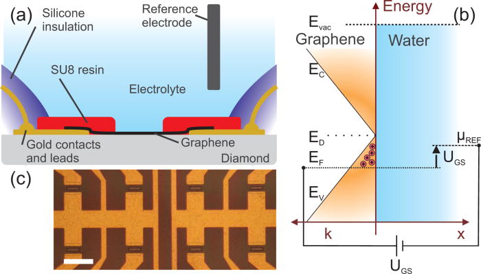 High-transconductance graphene solution-gated field effect transistors | Applied Physics Letters ...