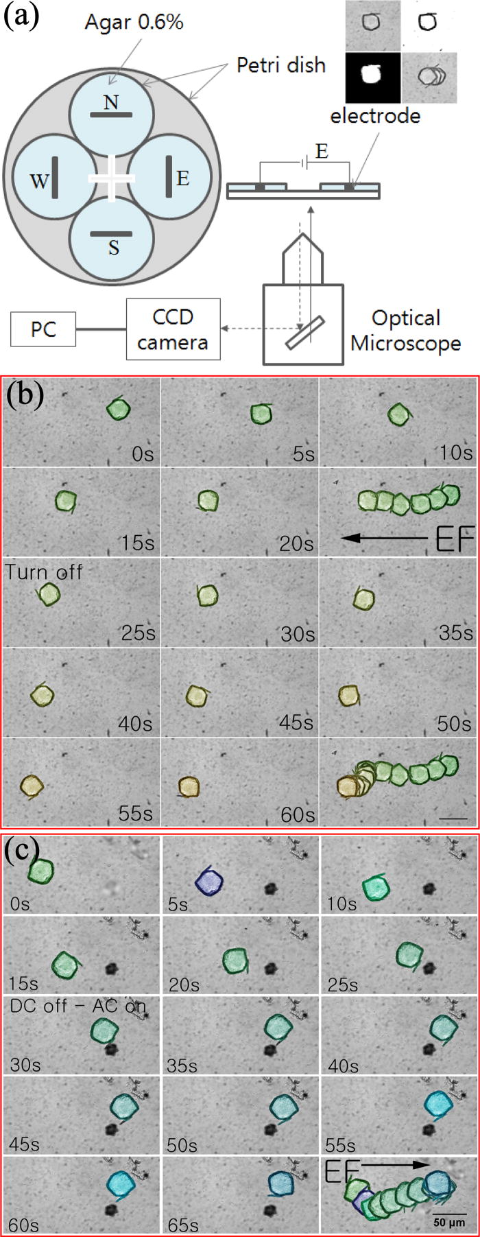 Use of an AC electric field in galvanotactic on/off switching of the ...