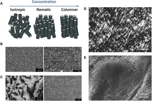 Recent progress and future perspectives on graphene oxide nanoribbons ...