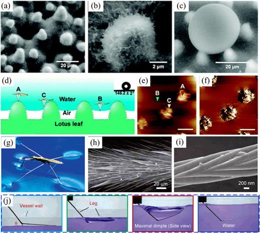 Recent progress in optimal design of superhydrophobic surfaces | APL ...