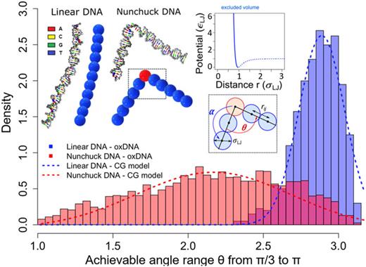 Toward new liquid crystal phases of DNA mesogens | APL Materials | AIP ...