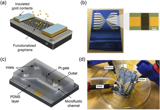 Graphene and related materials for the Internet of Bio-Nano Things ...