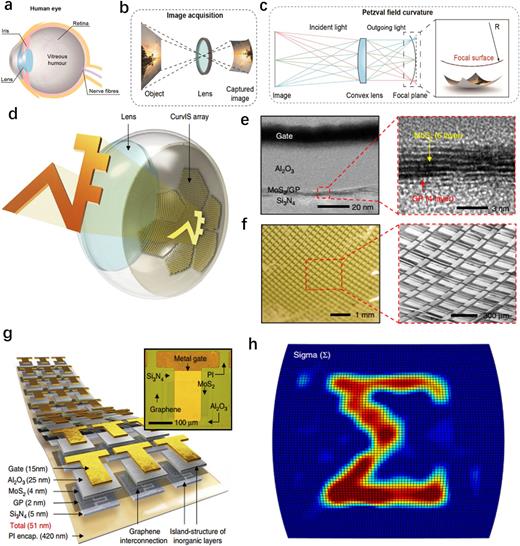 Recent advances in bioinspired vision sensor arrays based on advanced ...