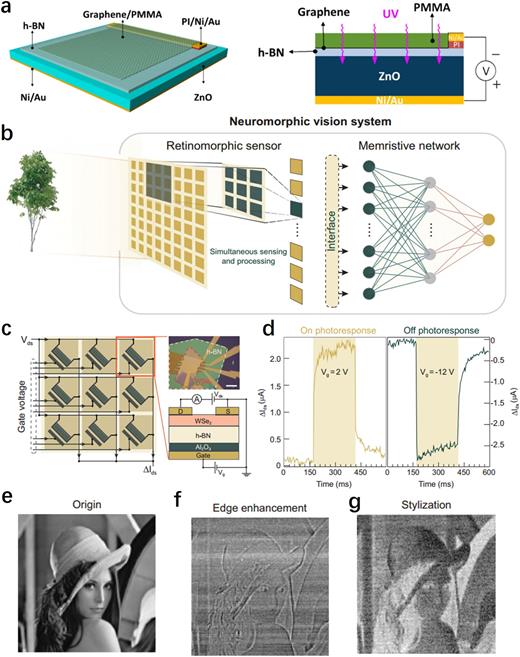 Recent advances in bioinspired vision sensor arrays based on advanced optoelectronic materials ...