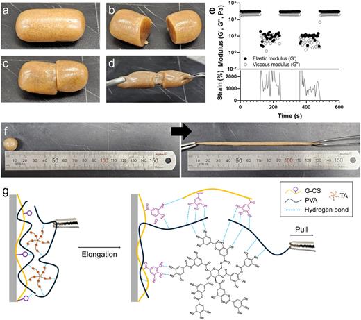 Bio-inspired chitosan/polyvinyl alcohol/tannic acid hydrogels as plant ...