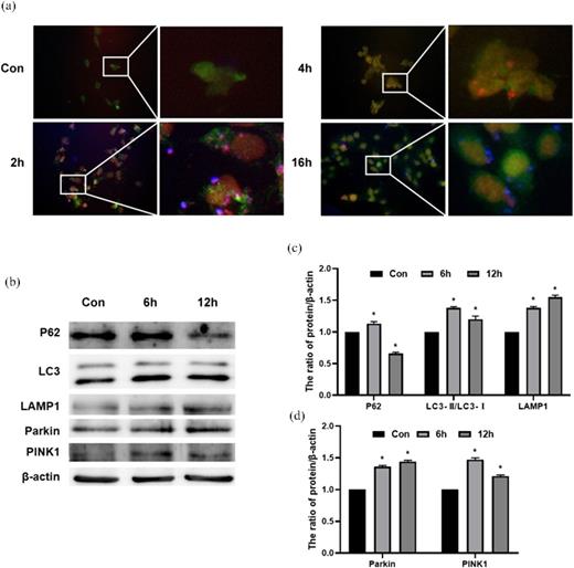 A silica nanobean carrier utilizing lysosomal and mitochondrial ...