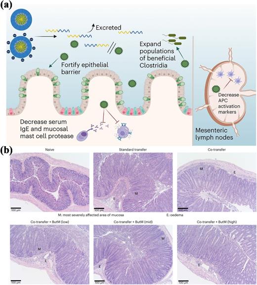 Nanodrug delivery materials for digestive system diseases | APL ...