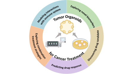 Exploring tumor organoids for cancer treatment | APL Materials | AIP ...