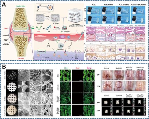 Immunomodulatory hydrogels for tissue repair and regeneration | APL ...