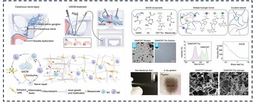 Immunomodulatory hydrogels for tissue repair and regeneration | APL ...