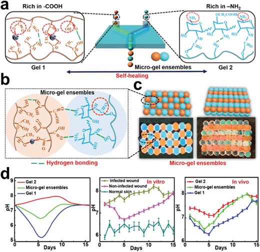 Stimuli-responsive hydrogel dressing for wound healing | APL Materials ...