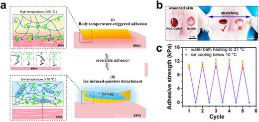 Stimuli-responsive hydrogel dressing for wound healing | APL Materials ...