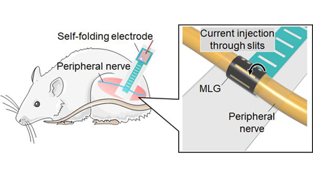 Self-folding graphene cuff electrodes for peripheral nerve stimulation ...