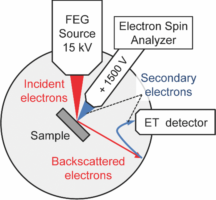 Simultaneous imaging of the ferromagnetic and ferroelectric structure ...