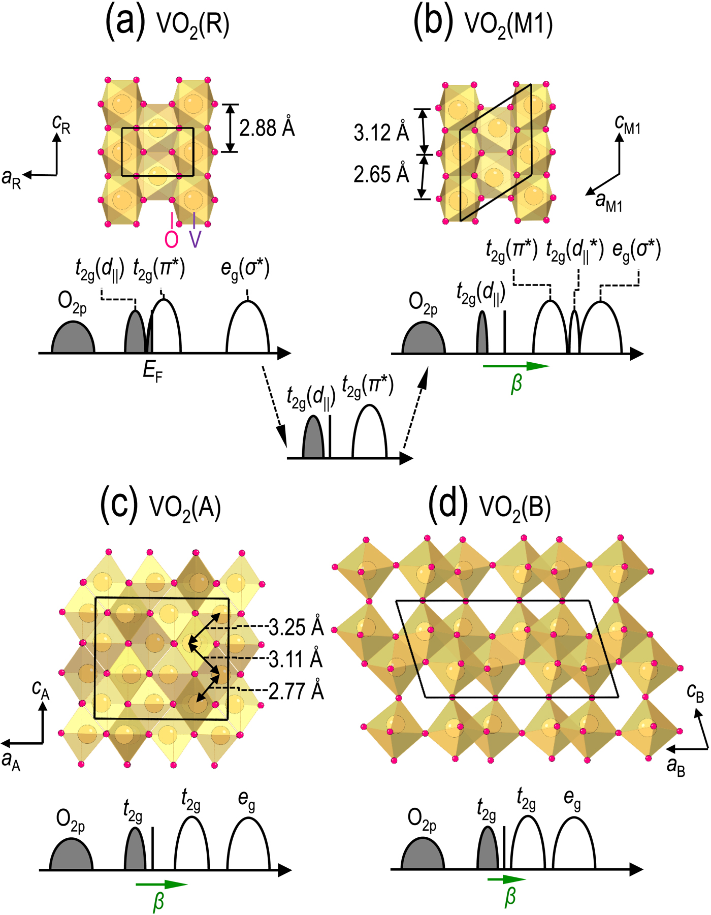 Electronic structure and insulating gap in epitaxial VO2 polymorphs ...