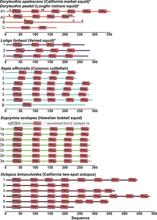 Molecular mechanism of reflectin’s tunable biophotonic control ...