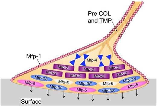 Natural and bio-inspired underwater adhesives: Current progress and new ...