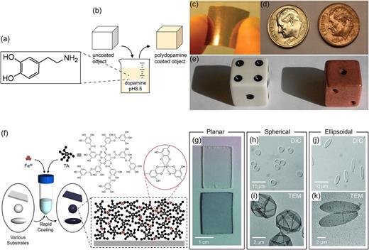 Natural and bio-inspired underwater adhesives: Current progress and new ...