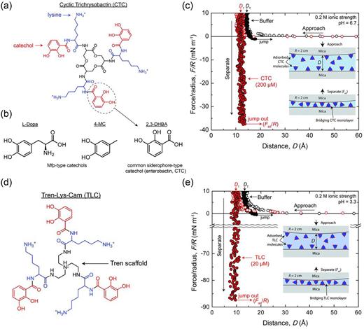 Natural and bio-inspired underwater adhesives: Current progress and new ...
