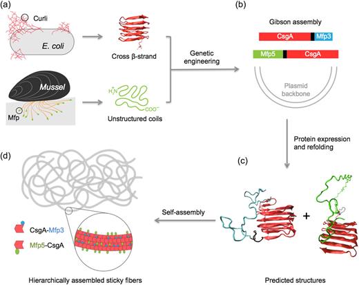 Natural and bio-inspired underwater adhesives: Current progress and new ...