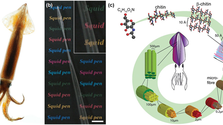 Squid pen-inspired chitinous functional materials: Hierarchical chitin ...