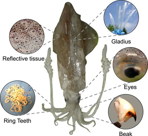 Research Update: Programmable tandem repeat proteins inspired by squid ...