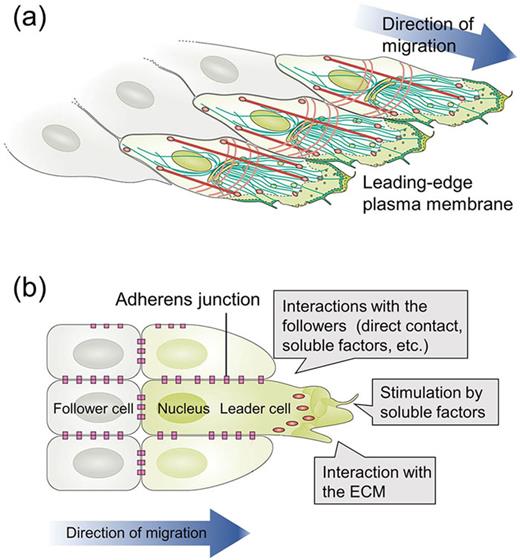 Perspective: Aligned arrays of electrospun nanofibers for directing ...