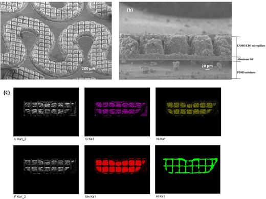 Microstructured electrodes supported on serpentine interconnects for ...