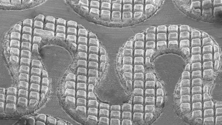 Microstructured electrodes supported on serpentine interconnects for ...