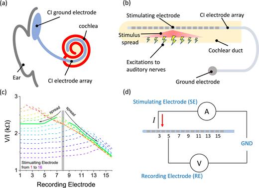 Electrochemical impedance spectroscopy of human cochleas for modeling ...