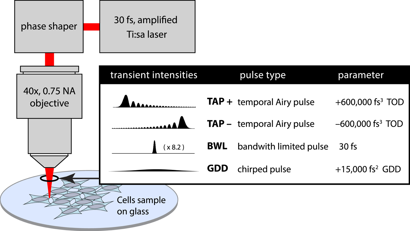 Temporal Airy Pulses Control Cell Poration Apl Photonics Aip Publishing