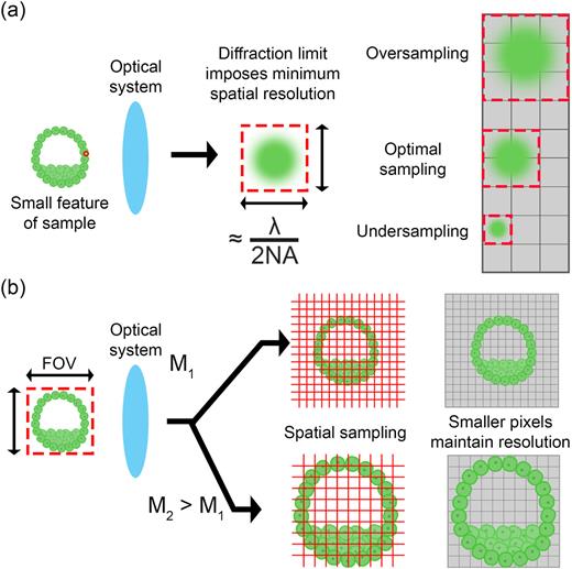 Optimizing image capture for low-light widefield quantitative ...