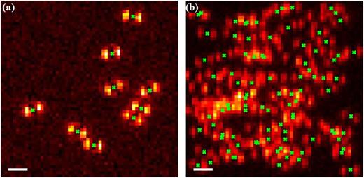 Advances in 3D single particle localization microscopy | APL Photonics ...