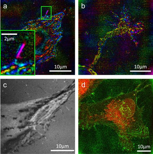Far-field unlabeled super-resolution imaging with superoscillatory ...