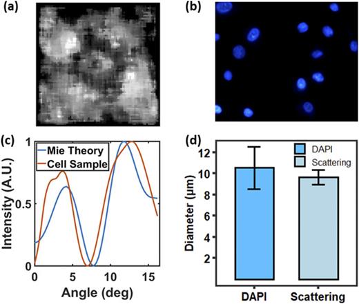 Reconstruction of angle-resolved backscattering through a multimode ...