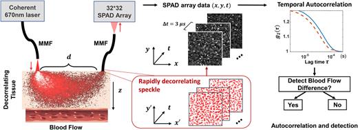Fast and sensitive diffuse correlation spectroscopy with highly parallelized single photon ...
