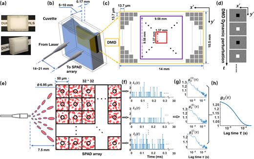 Fast and sensitive diffuse correlation spectroscopy with highly parallelized single photon ...