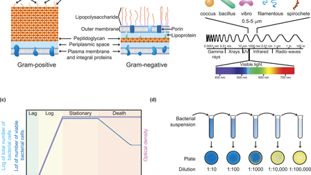 Optical methods for bacterial detection and characterization | APL ...