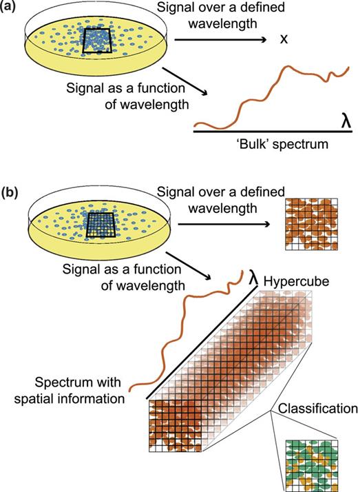 Optical Methods For Bacterial Detection And Characterization Apl