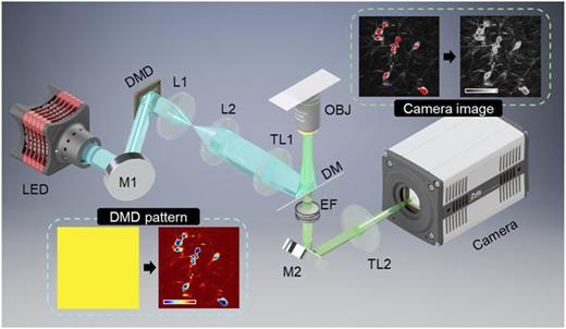 High-throughput high-dynamic range imaging by spatiotemporally ...