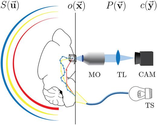 Partially coherent broadband 3D optical transfer functions with ...