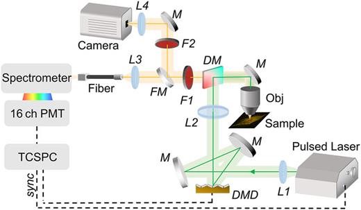 Computational based time-resolved multispectral fluorescence microscopy | APL Photonics | AIP ...