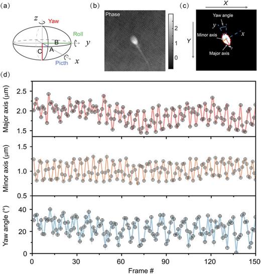 3D dynamic observation of human sperm by parallel phase-shifting ...