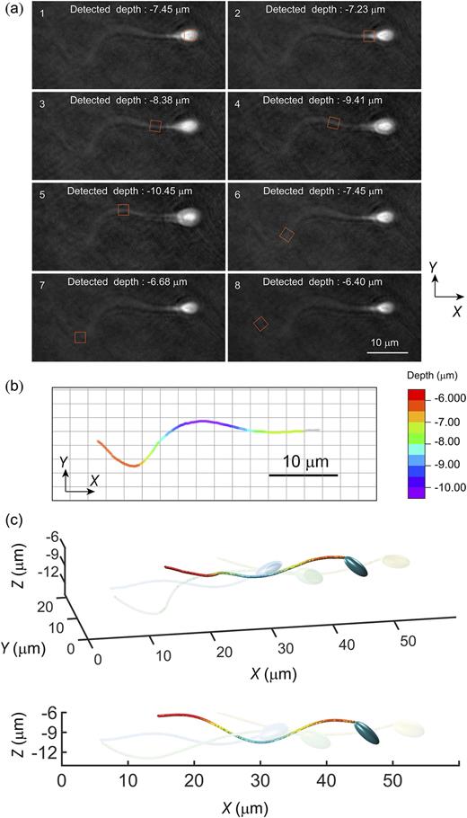 3D dynamic observation of human sperm by parallel phase-shifting ...