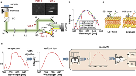 Deep learning-enhanced single-molecule spectrum imaging | APL Photonics ...