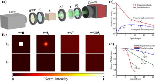Vector angular spectrum model for light traveling in scattering media ...