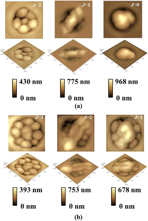 Femtosecond optical vortex-induced flower-shaped surface relief ...