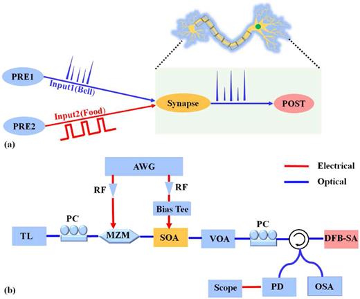Full-function Pavlov associative learning photonic neural networks ...